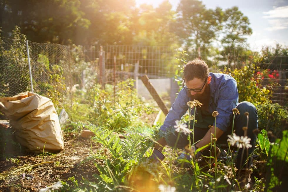 Le Paysan : Semences et Accessoires pour les auxiliaires du jardin - Le ...
